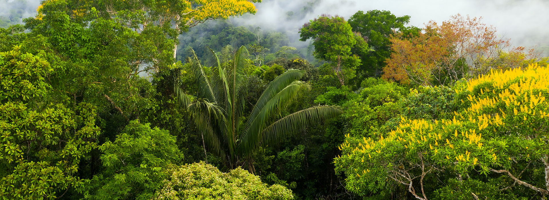 What Is REDD+, and How Does It Help the Environment?