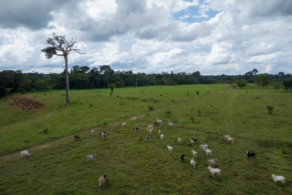 Tahuamanu Amazon REDD Project | Terrapass